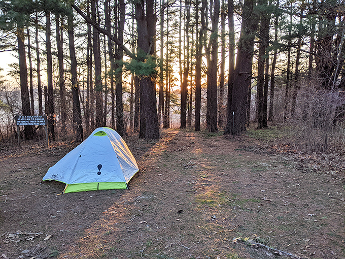 Sunset filters through ancient pines, bathing a solitary tent in golden light&mdash;nature's five-star accommodation at White Pines Forest.