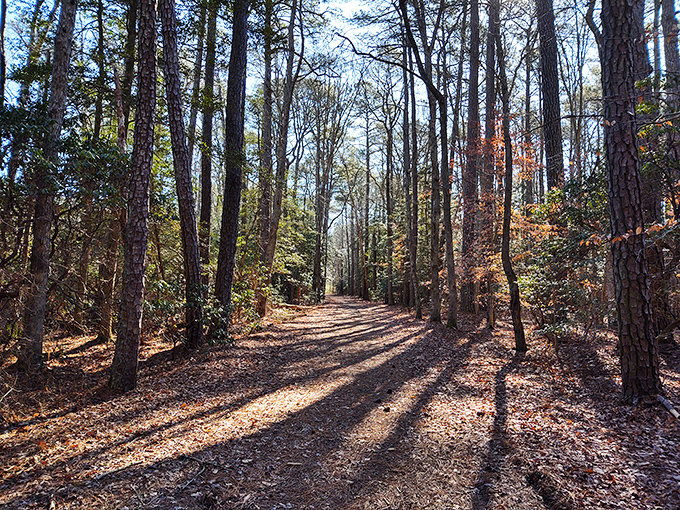 Mother Nature's mirror game is unbeatable here, where the sky and trees create perfect reflections that would make Narcissus jealous.