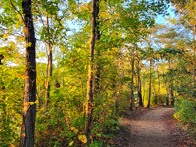 Sunlight dances through Parvin's tree canopy, beckoning hikers along tranquil trails that promise nature's perfect escape from everyday life.