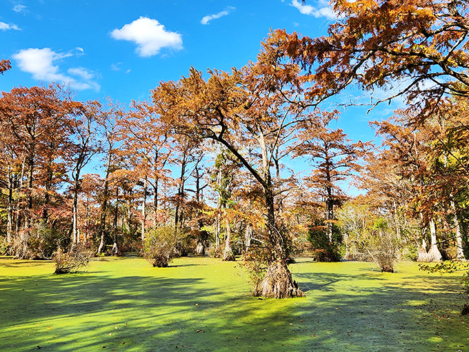 A wooden boardwalk stretches into emerald-green duckweed, inviting exploration while a visitor pauses to soak in the primordial beauty of cypress sentinels standing guard.