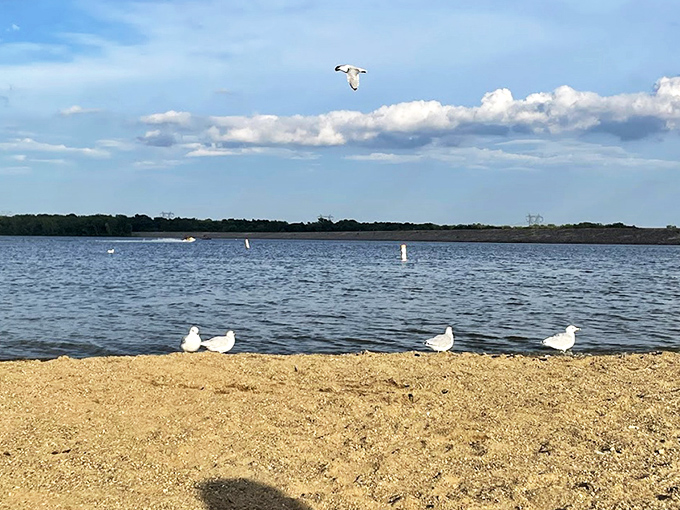 Autumn's paintbrush transforms Alum Creek into a masterpiece of gold and amber, reflecting in waters so clear you'd swear Mother Nature was showing off.