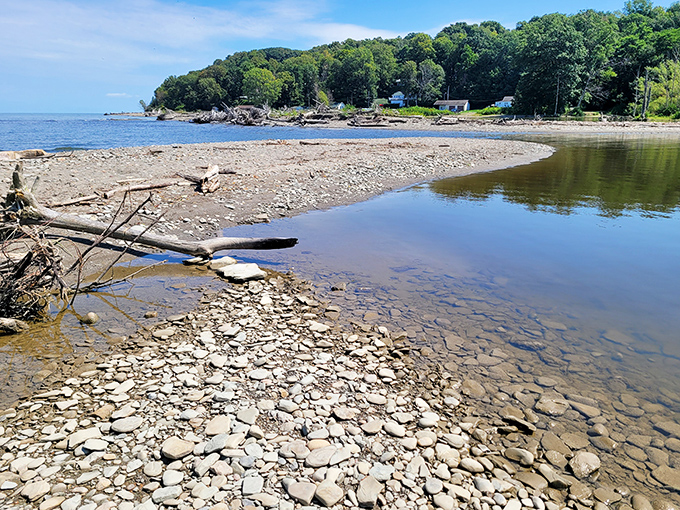 Nature's cathedral awaits at Erie Bluffs, where sunlight filters through ancient trees creating a dappled pathway into Pennsylvania's wild heart. 