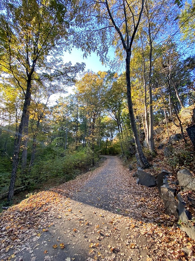 Fall's golden touch transforms the Tower Trail into nature's runway, where even the most casual hiker becomes a woodland fashionista.