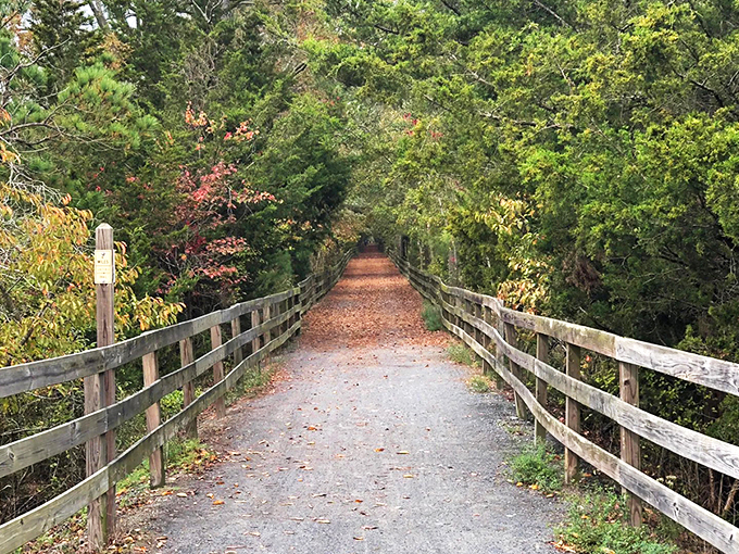 Nature's perfect tunnel vision awaits on the Junction & Breakwater Trail, where sunlight filters through leaves like nature's own stained glass.