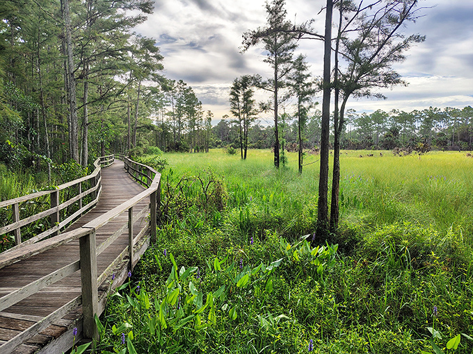 The boardwalk stretches into the distance like nature's red carpet, inviting you to explore the pristine wilderness of Corkscrew Swamp.