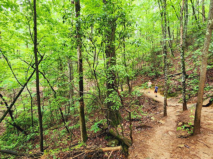 The path less traveled often leads to the best stories. This gravel road through Cherry Log's verdant forest is nature's red carpet to the main event.