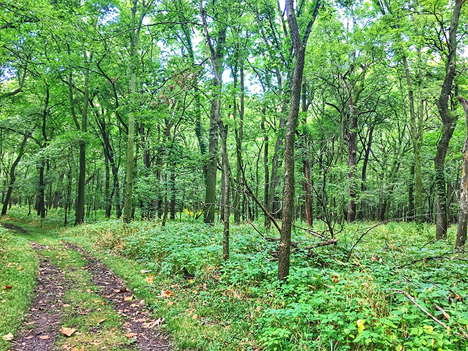 The path less traveled becomes the memory most treasured, nature's red carpet rolled out just for you.