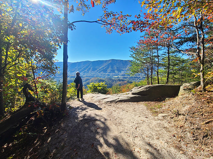 Golden sunlight filters through autumn leaves as you stand on a rugged overlook, gazing at the rolling blue mountain ridges.