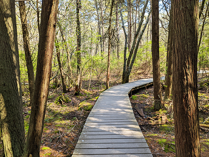 The path opens to reveal the Atlantic's vast blue expanse—a perfect reward after your forest wanderings through this Cape Cod gem.