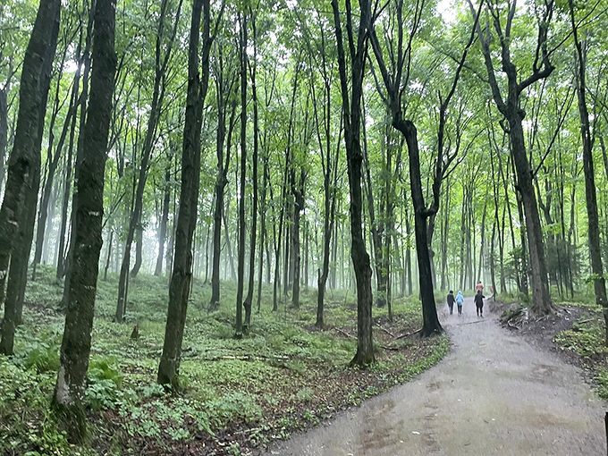 Wooden boardwalks wind through Michigan's emerald cathedral. Nature's version of the yellow brick road, minus the singing munchkins and flying monkeys.