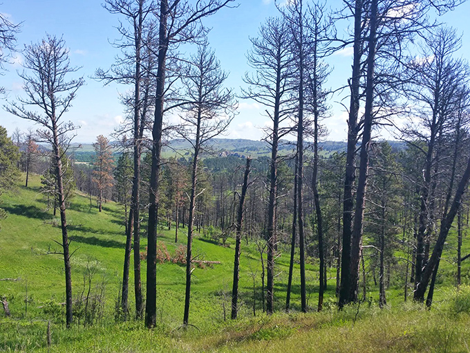 Nature's perfect contradiction: endless sky meets intimate trail. Nebraska's Pine Ridge area proves flat stereotypes wrong with every rolling hill.