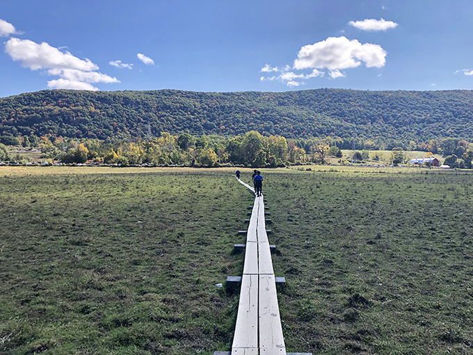 The boardwalk zigzags through tall cattails like nature's yellow brick road, inviting you to follow wherever it leads.