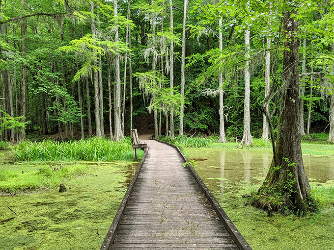 A wooden boardwalk stretches into emerald-green duckweed, inviting exploration while a visitor pauses to soak in the primordial beauty of cypress sentinels standing guard. 