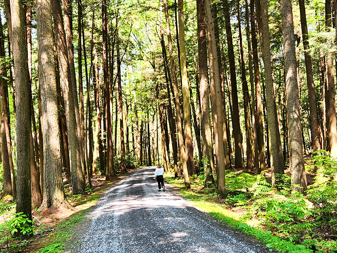 
Towering sentinels stand guard along this peaceful forest path, where sunlight dapples through like nature's own stained glass windows. 