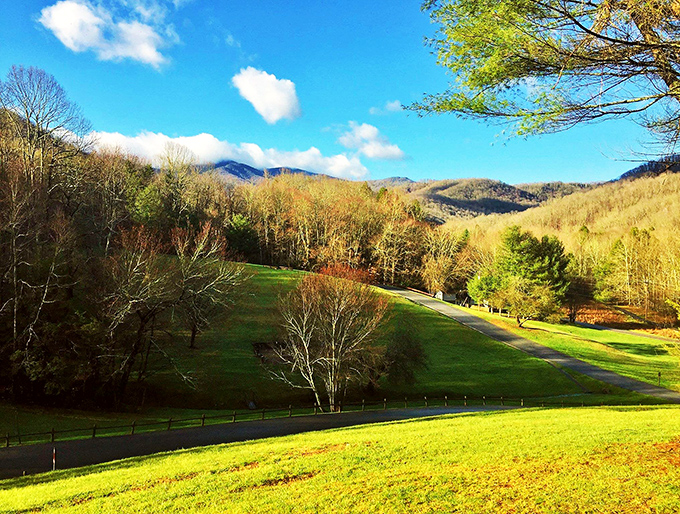 Nature's amphitheater unfolds at Roan Mountain, where rolling green hills meet blue skies in a performance that never gets old.