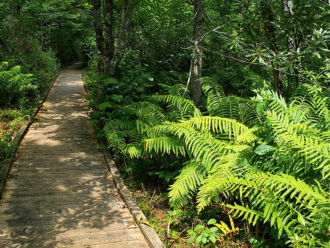 The wooden pathway stretches toward infinity, inviting you to discover what lies beyond that sun-drenched horizon. Nature's red carpet awaits.