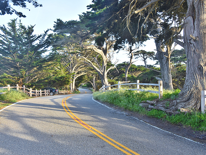 Ancient cypress trees stand sentinel along 17-Mile Drive, their wind-sculpted forms creating nature's perfect tunnel for coastal adventurers.