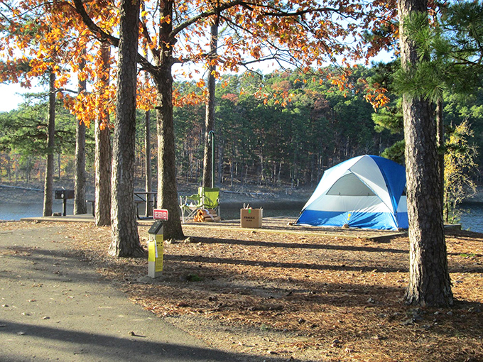 Nature's perfect frame job! Tall pines create a living portal to Lake Ouachita's crystal waters, where time slows and worries dissolve faster than aspirin.