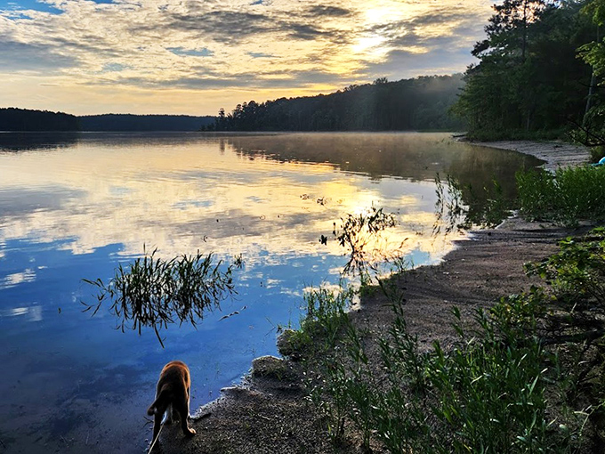 The perfect campsite equation: one dome tent + blue chairs + crackling fire = memories that outlast the mosquito bites. 