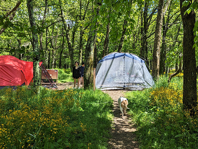 Camping nirvana unfolds at Big Meadows, where wildflowers frame tent sites like nature's welcome mat. The dog clearly knows the best vacation spots.