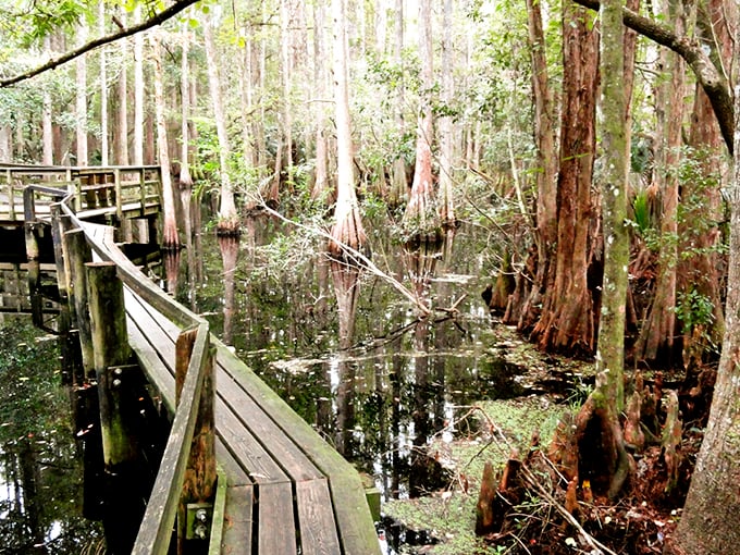 Nature's cathedral awaits as ancient oaks form a perfect archway over the park's main road, creating a dramatic entrance worthy of a standing ovation.