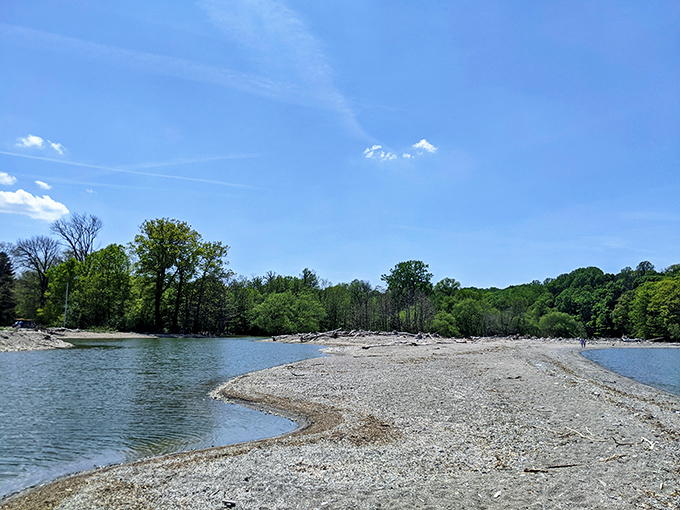 Nature's cathedral awaits at Erie Bluffs, where sunlight filters through ancient trees creating a dappled pathway into Pennsylvania's wild heart.