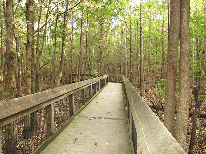 Welcome to nature's VIP lounge! This boardwalk through the swamp is like a red carpet for adventurers, minus the paparazzi and plus a few curious critters.