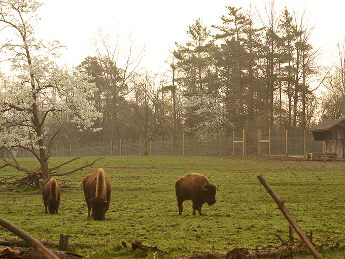 A bird's-eye view of paradise! Ouabache State Park unfolds like nature's own patchwork quilt, with lush forests, winding roads, and a shimmering lake.