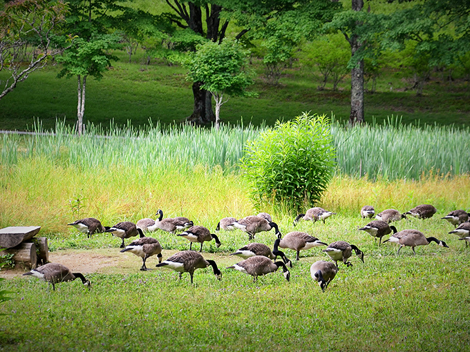 A gaggle of locals holding their morning meeting. No agenda required, just grass and good company.