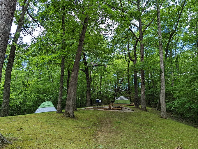 Primitive camping spots nestled among towering trees offer five-million-star accommodations. No resort can compete with this level of natural luxury. 