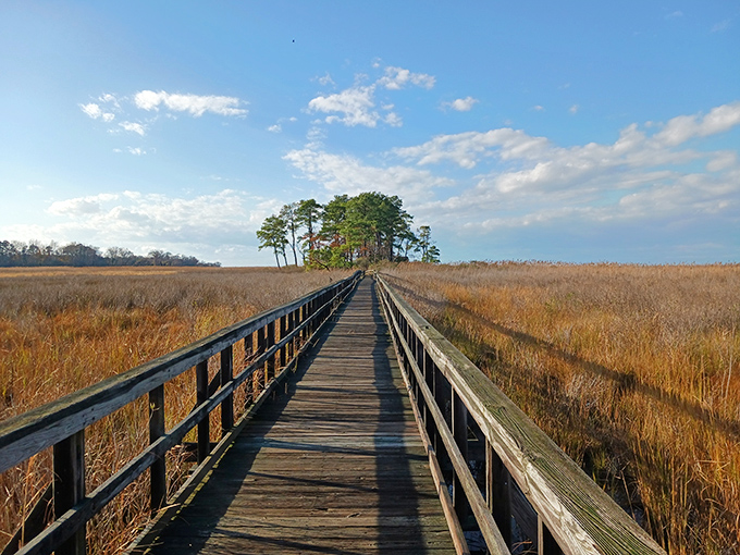 Nature's boardwalk through golden marshlands. Walking this path at sunset feels like stepping into a painting that changes with every season.