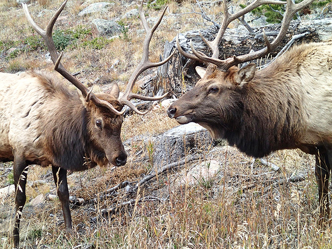 "Excuse me, do you have a moment to talk about forest conservation?" Two elk ambassadors making their diplomatic rounds at Rocky Mountain National Park.
