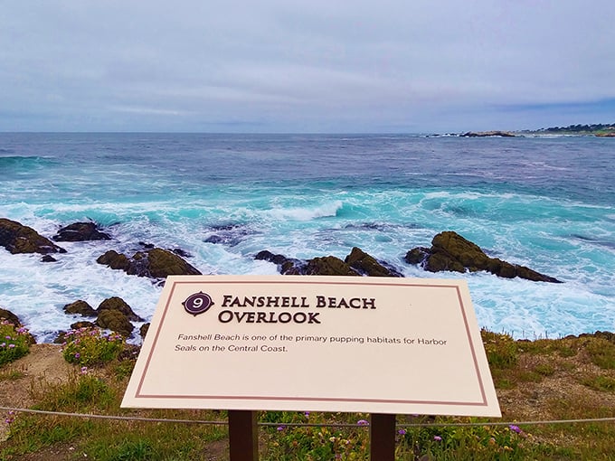 Fanshell Beach: Where harbor seal pups learn the ropes while humans learn patience. Nature's nursery comes with the Pacific as its lullaby.
