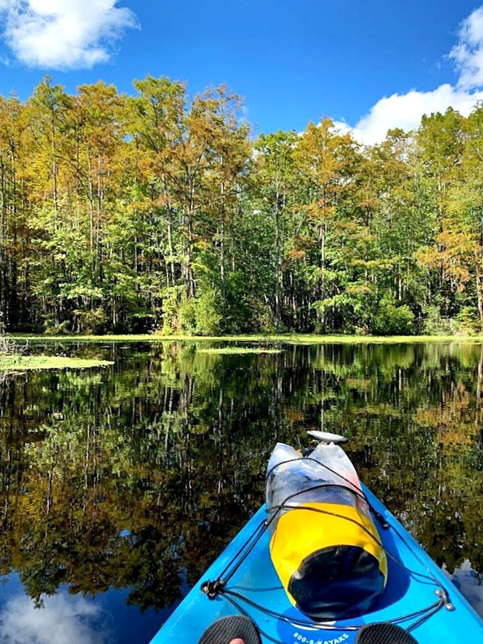 Kayaking at Merchants Millpond offers front-row seats to nature's greatest show, with reflections so perfect you'll wonder which way is up.