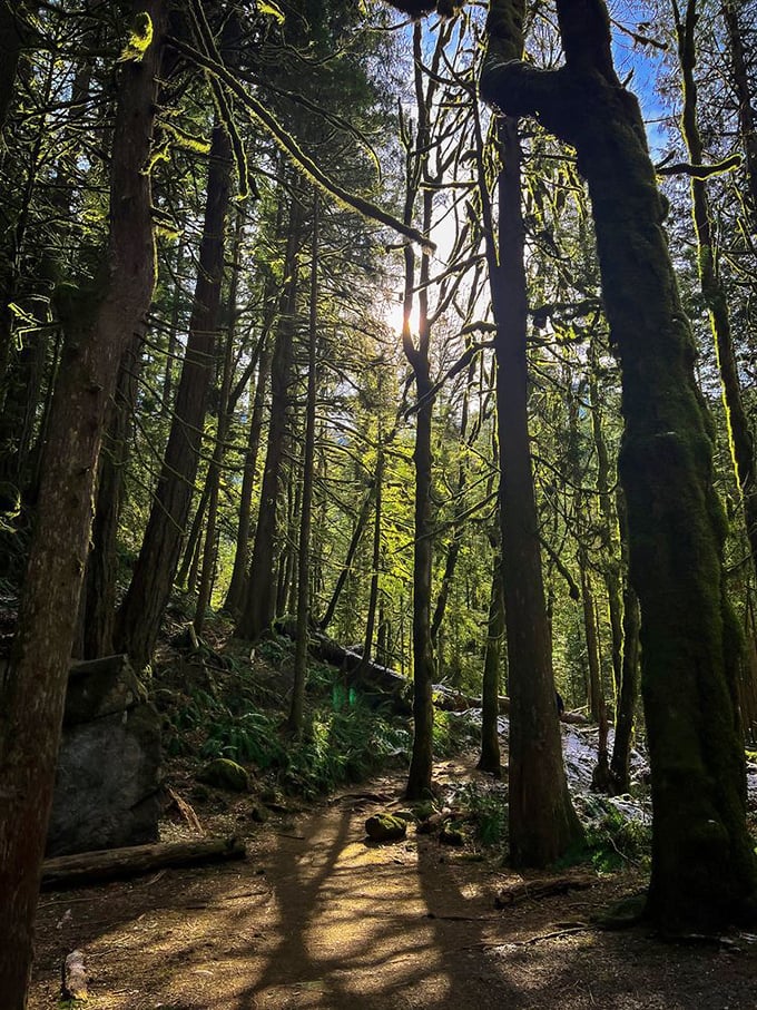 Cathedral of conifers where sunbeams serve as stained glass windows. No organ music, but the birdsong more than makes up for it.