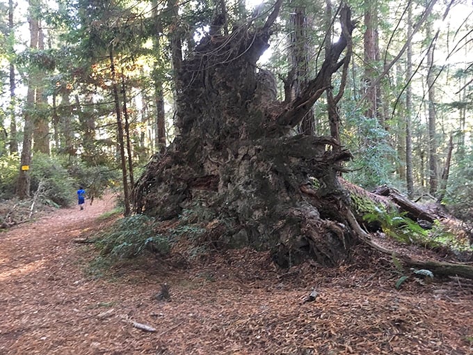 Nature's version of an ancient coliseum, where the fallen giant's roots create a natural amphitheater for forest performances.