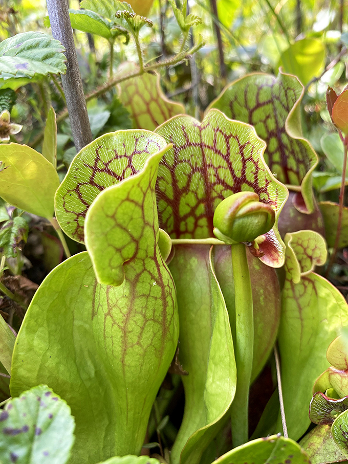 Nature's most elegant trap: the pitcher plant flaunts its veined, burgundy-streaked curves while plotting the demise of unsuspecting insects.