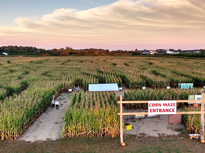 Getting lost has never been so intentional. The Shipshewana Corn Maze transforms farmland into puzzles that challenge your navigation skills and patience.