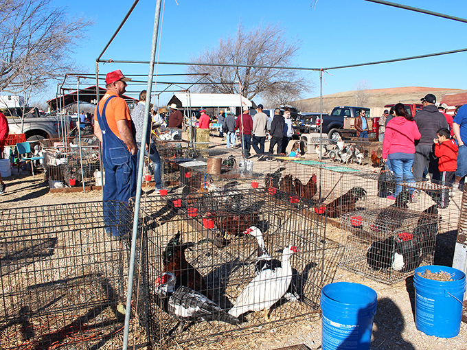The poultry section draws crowds of curious shoppers. Here, urban and rural Oklahoma converge in a celebration of agricultural tradition.