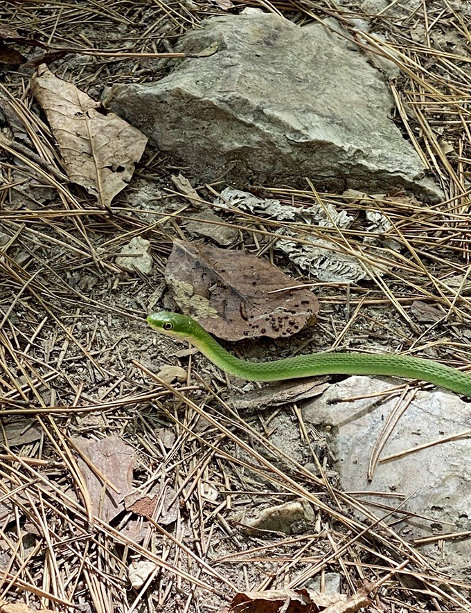 Meet one of Arkansas's slithery locals, proving that even reptiles appreciate prime real estate with a forest view.