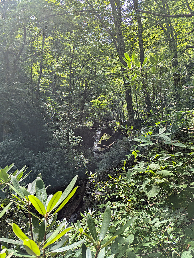 Emerald cathedral of ancient trees reaching skyward. Stand here long enough and your blood pressure drops ten points without medication.