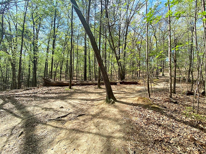 Sunlight dapples through the canopy on Red Top's trails, creating a natural light show better than any Vegas production.