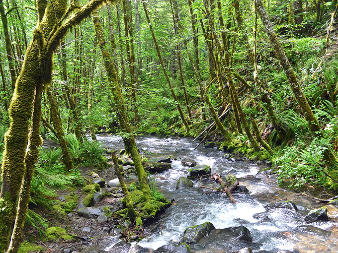 Moss-draped trees lean in to listen to the river's stories, collecting centuries of gossip one ripple at a time.