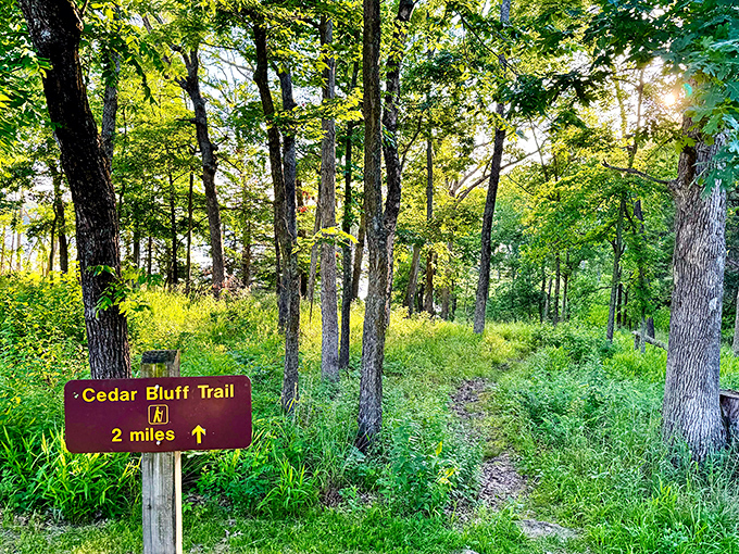 The Cedar Bluff Trail invites hikers into a sunlight-dappled wonderland. No Instagram filter necessary for this natural beauty.