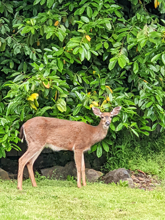 A bird's-eye view reveals Silverton nestled among evergreens like a town that decided comfort and beauty were non-negotiable requirements. 