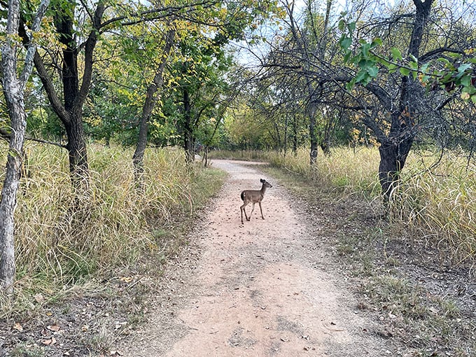 "Pardon me, just passing through!" This young deer reminds us we're merely visitors in a world where wildlife makes the rules.