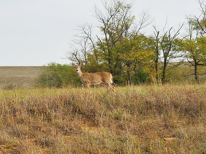 Deer me, what a sight! Wildlife encounters are part of the Kanopolis experience, where animals seem as curious about you as you are about them.