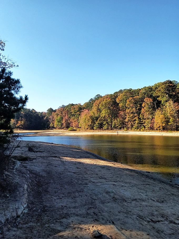 Fall's paintbrush transforms Jordan Lake's shoreline into a masterpiece that would make Bob Ross reach for his palette.