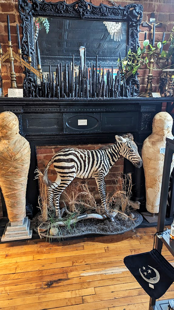 Do Not Touch Me declares the kangaroo, standing tall among the oddities. Some house rules are best followed without question.