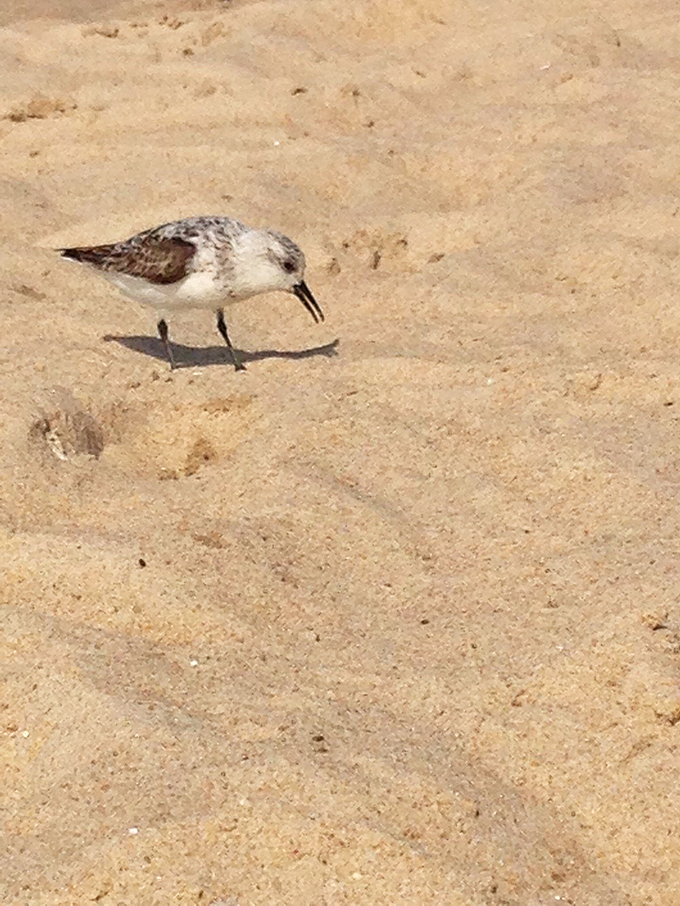The sanderling's morning commute: scurrying along the tideline like a tiny businessman late for an important meeting with breakfast.